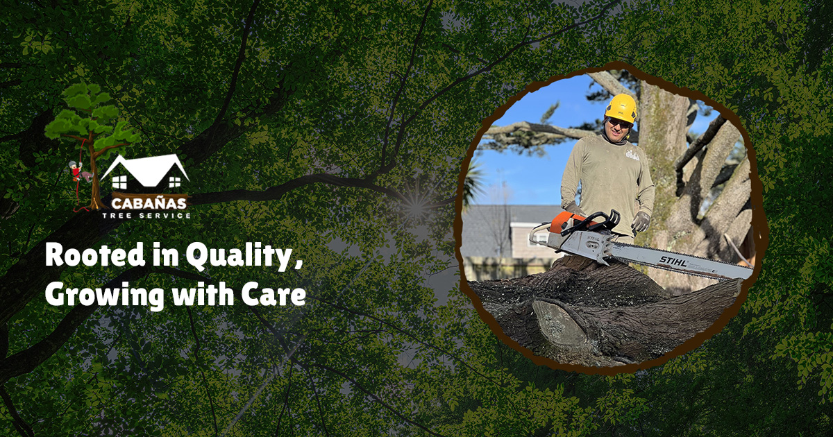 East Palo Alto Arborist | Trusted Tree Care Team